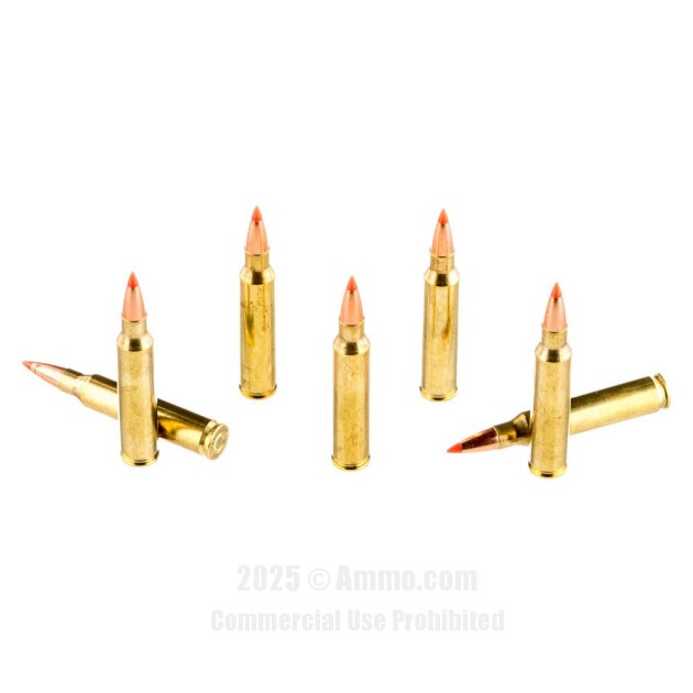 Best 5.56 Ammo for Coyote Hunting: Hit ‘em From Everywhere
