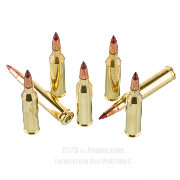 Best 243 Ammo for Deer Hunting: Drop A Big Buck This Deer Season